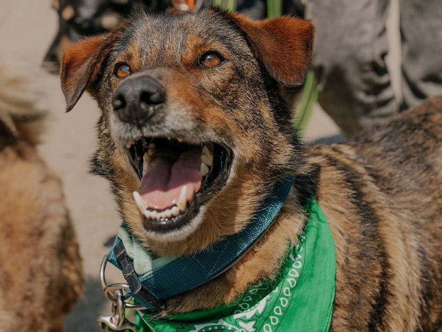 Квартирная собака в добрые руки