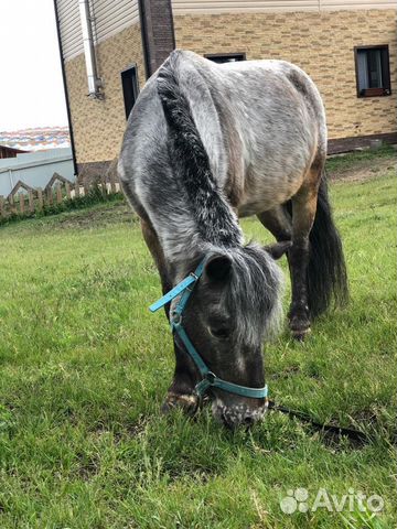 Продам пони