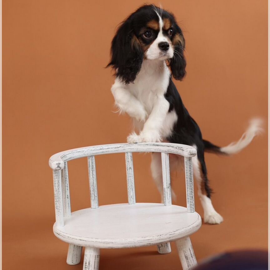 Кавалер кинг-чарльз-спаниель, щенок