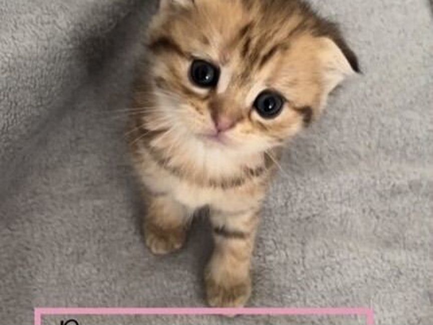 Шотландские шиншилловые котята