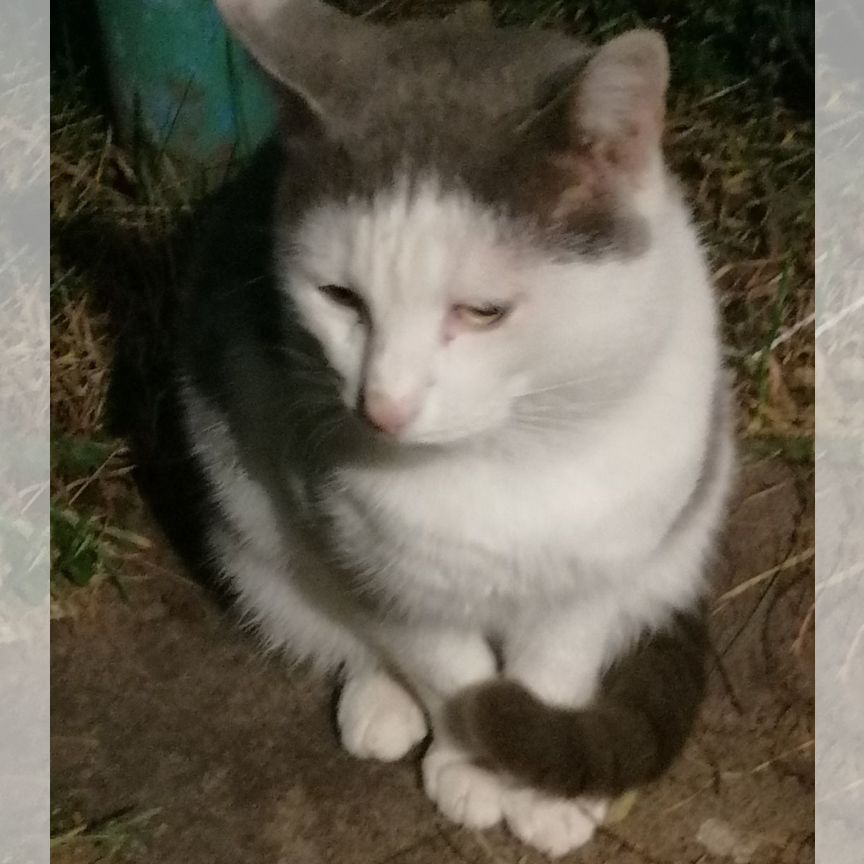 Кот и кошка
