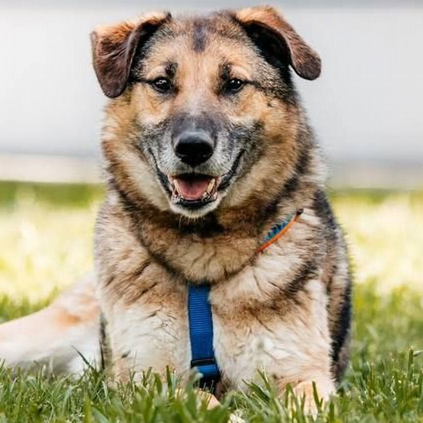 Взрослая собака в добрые руки