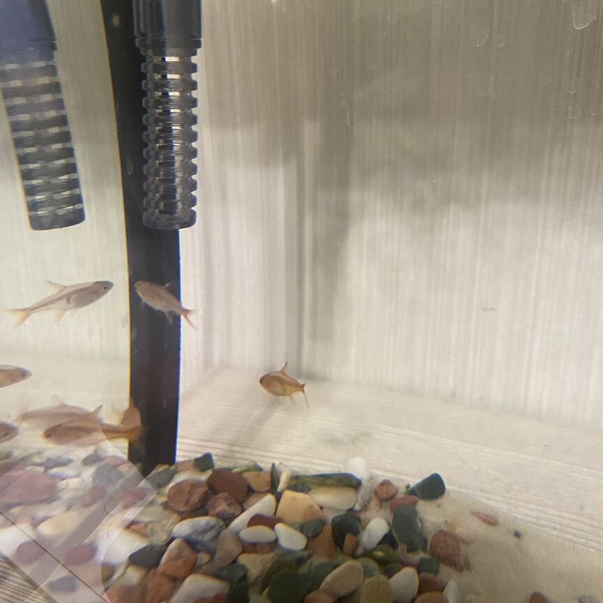 Медные тетры рыбки бесплатно