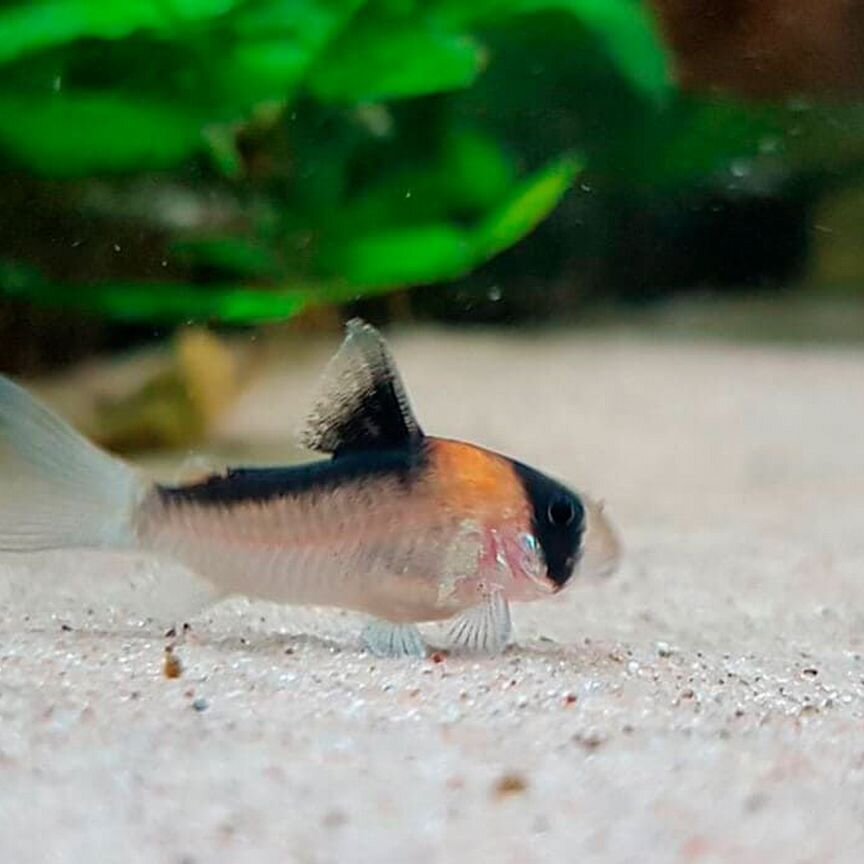 Коридорас Адольфа