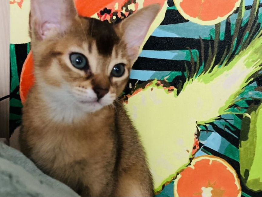 Абиссинский котенок девочка