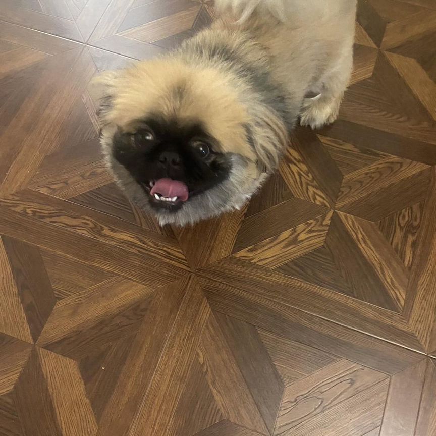 Продам пекинеса