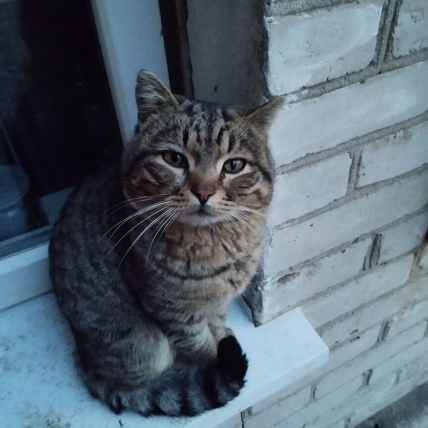 Котик в самые добрые руки