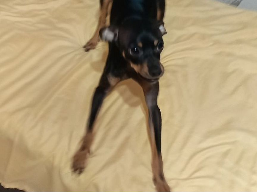 Той терьер вязка