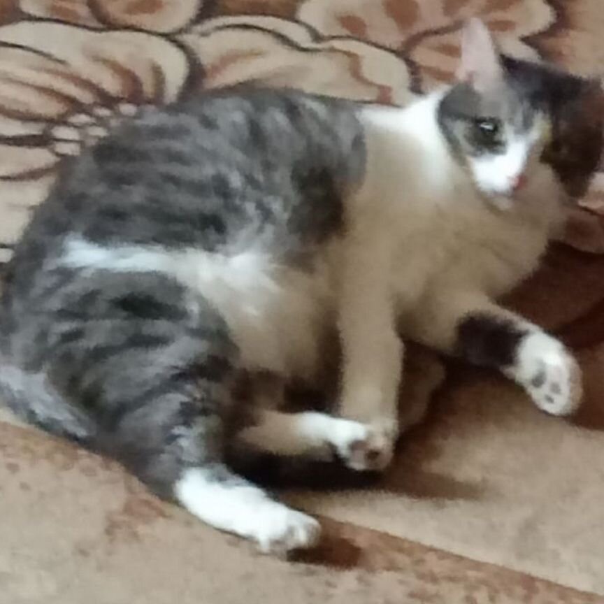 Отдам кота в добрые руки бесплатно