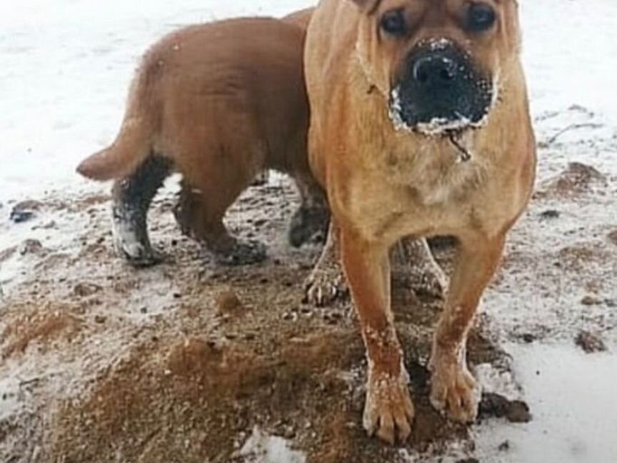 Шарпеи (метисы ) погибают на улице