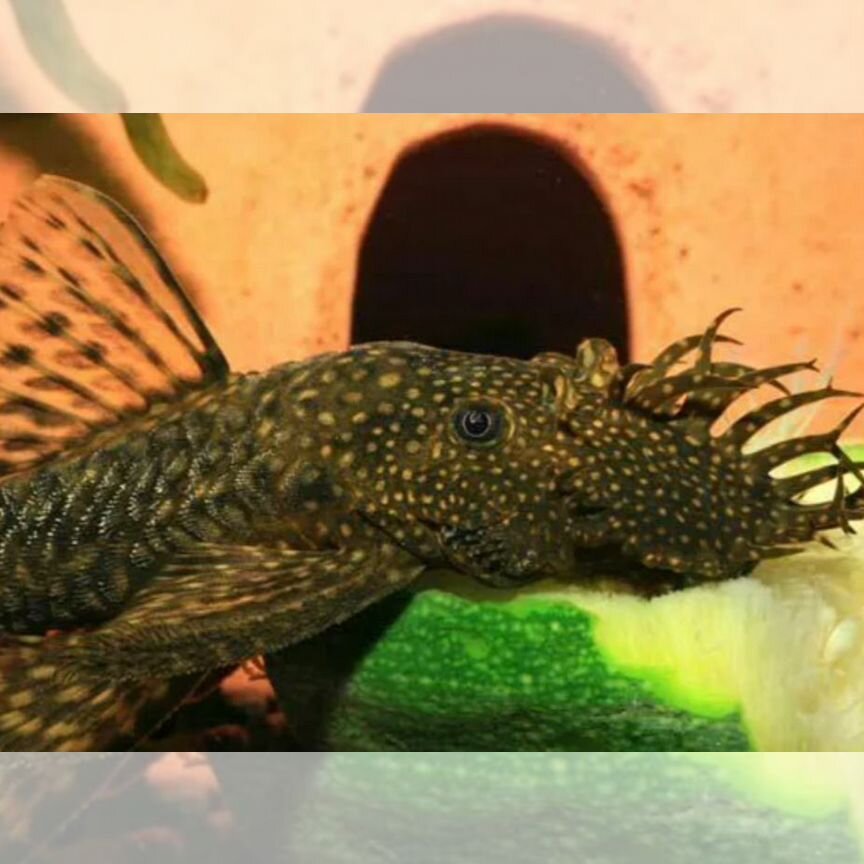 Улитка хилена хилены, сом Анциструс