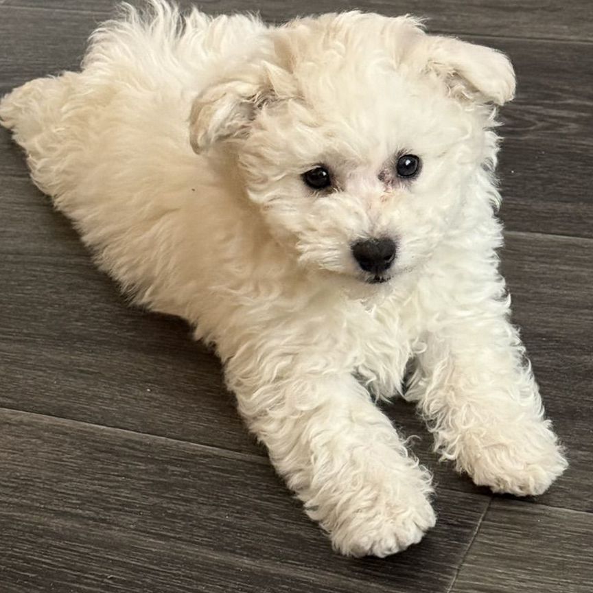 Бишон фризе, щенок