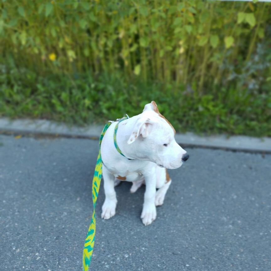 Собака в добрые руки щенок ам Стафф