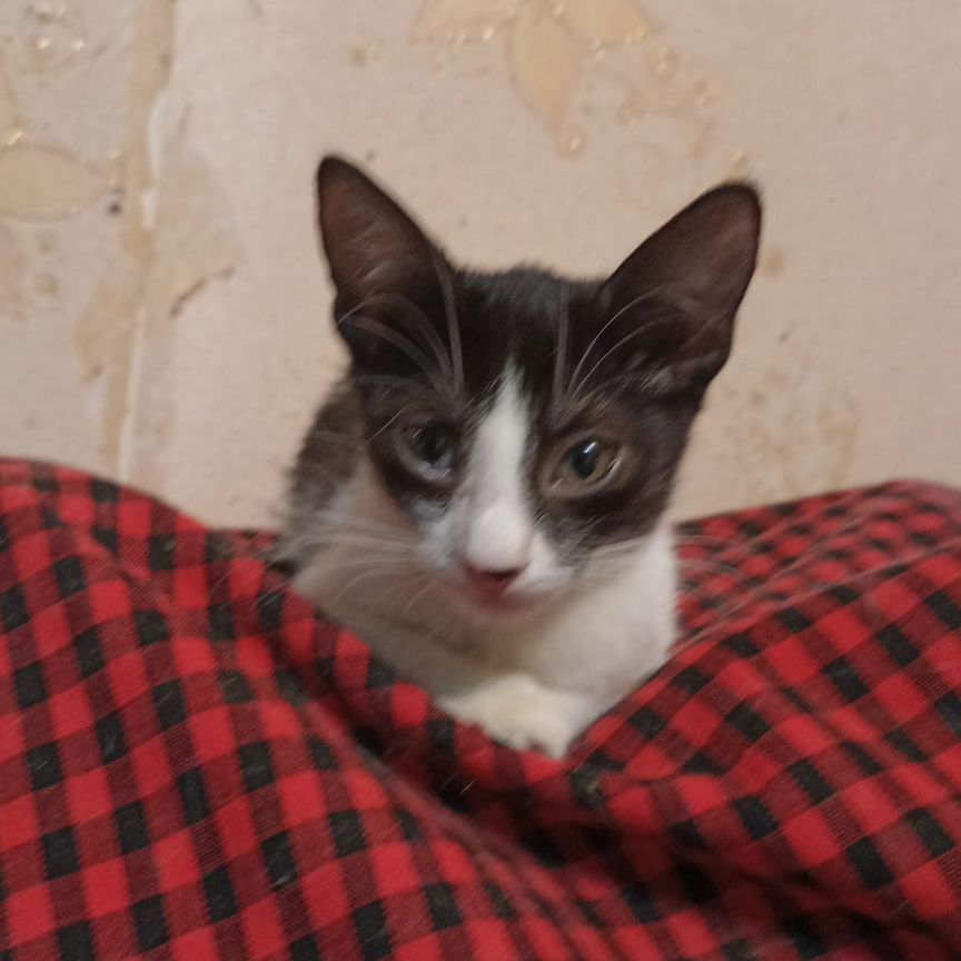 Котик дворянин