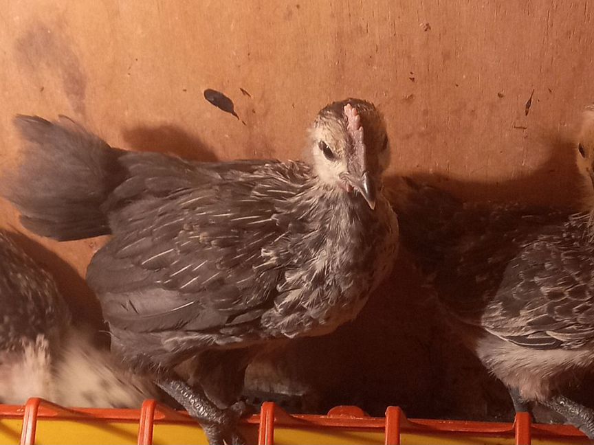 Молодой петушок лакеданзи серебро