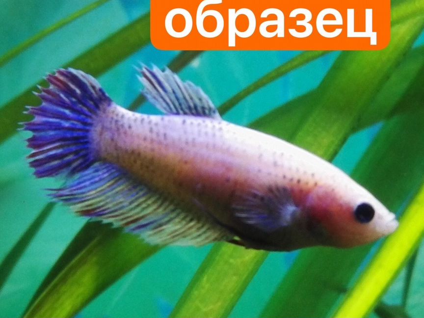 Рыба Петушок самка "курочка"