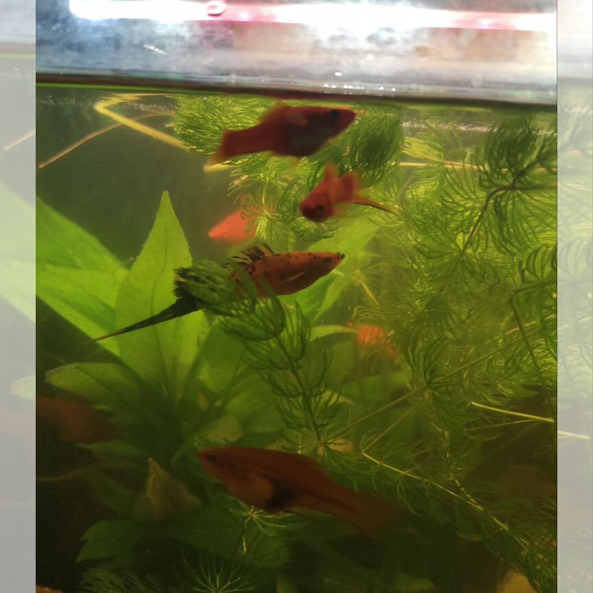 Аквариумные рыбки