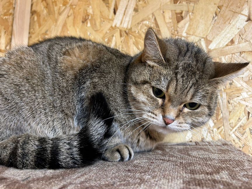 Лаура кошка из приюта Некрасовка