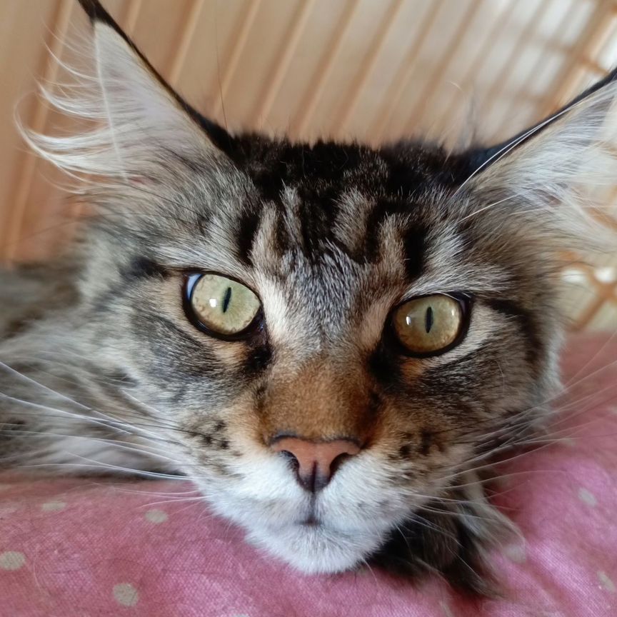 Мейн-кун кошечка, продам