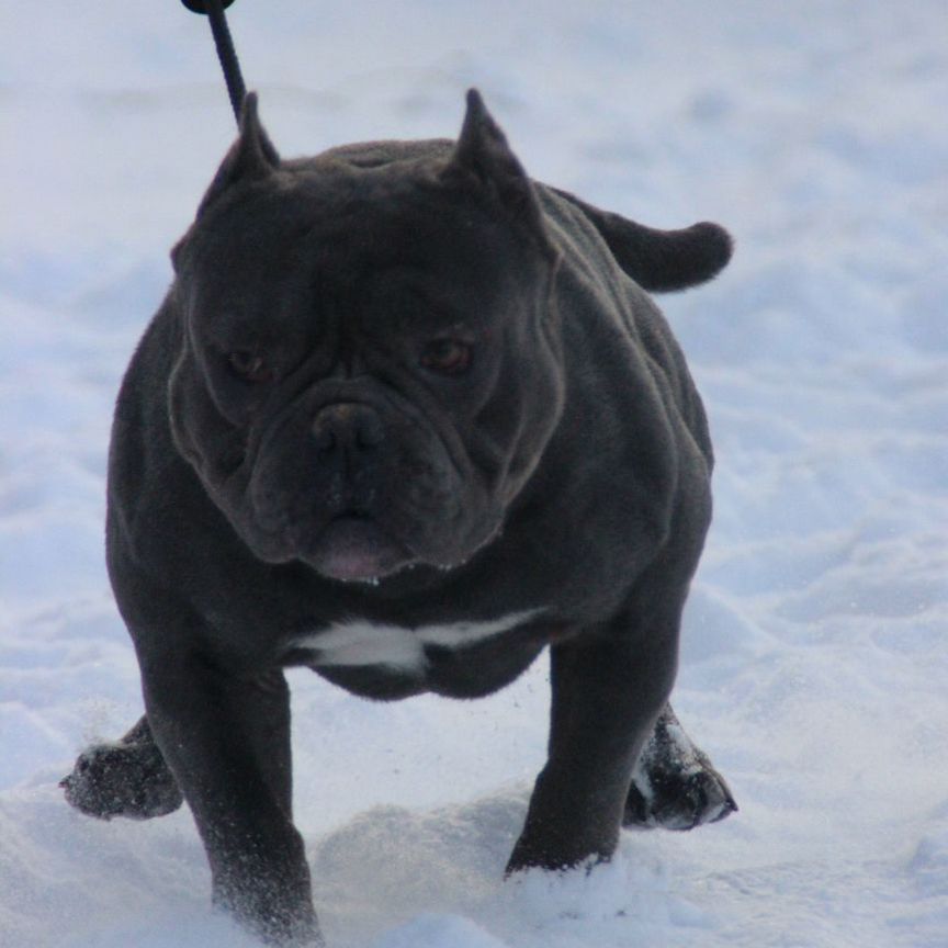 Американский булли, взрослый пёс