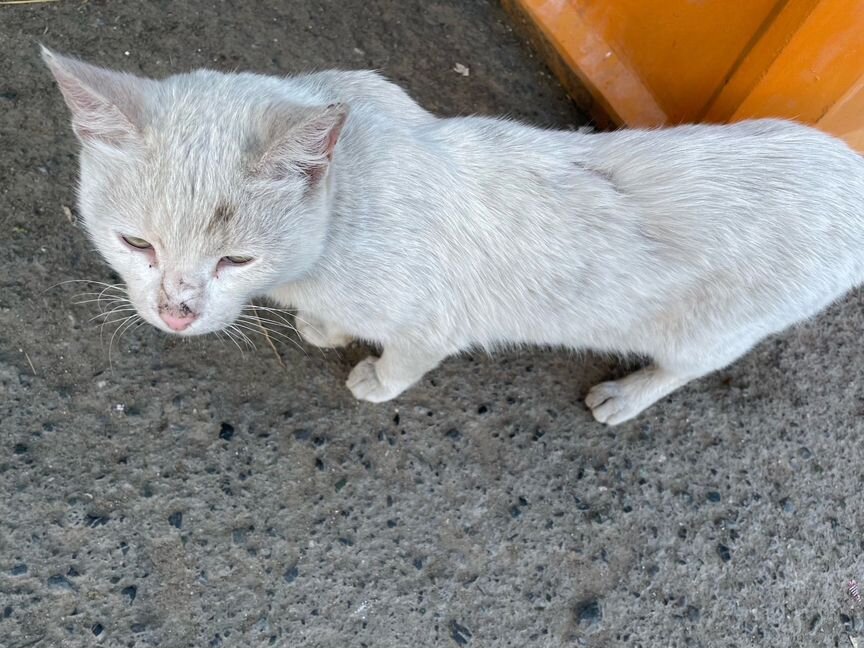 Молодой котик в беде