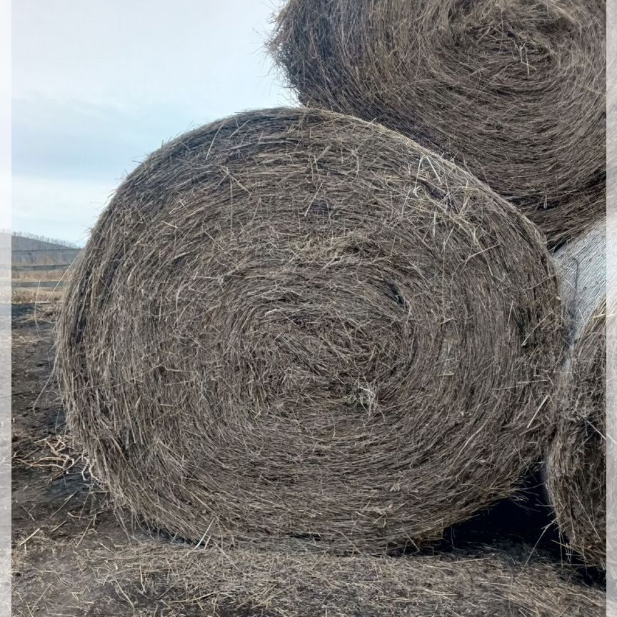 Сено Тюк 500 кг