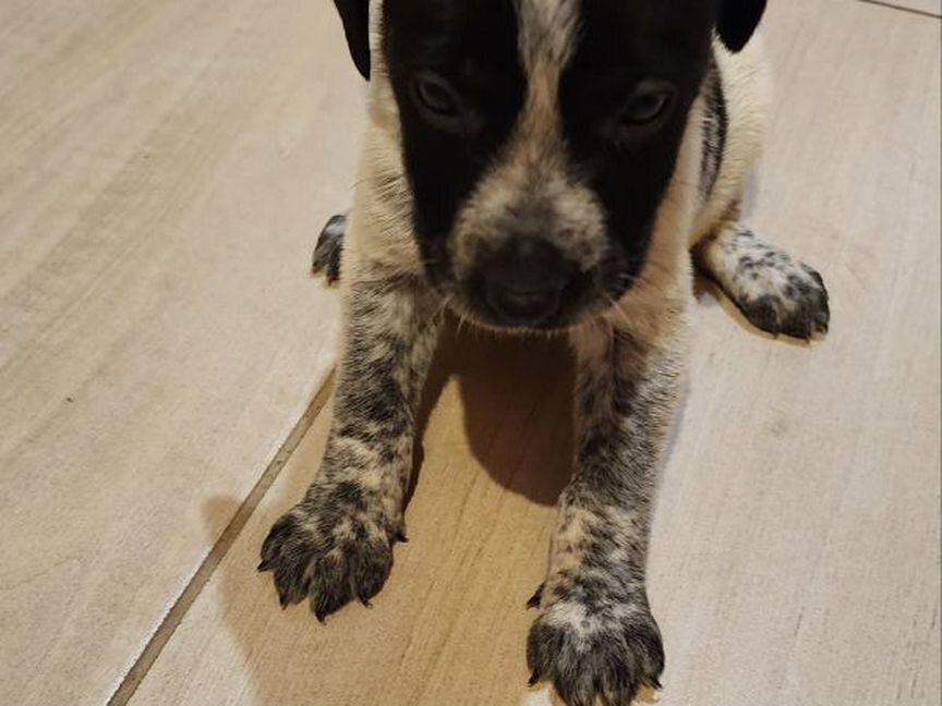 Щенки курцхаара