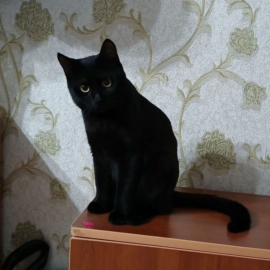 Взрослый кот в добрые руки