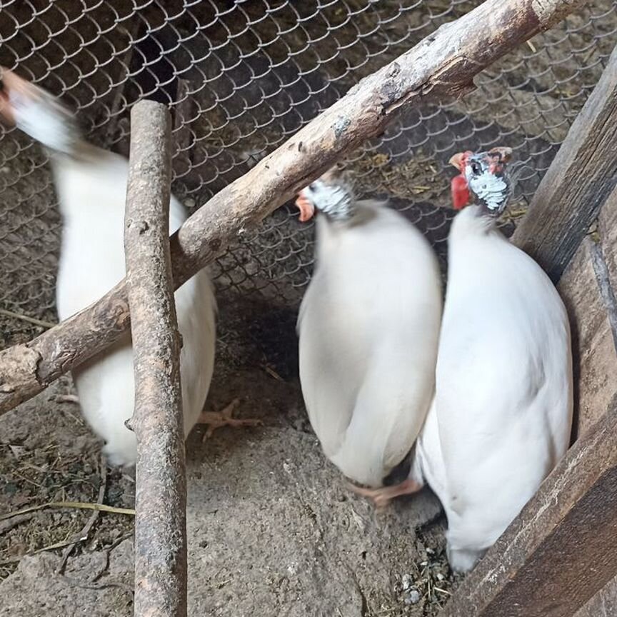 Цесарки