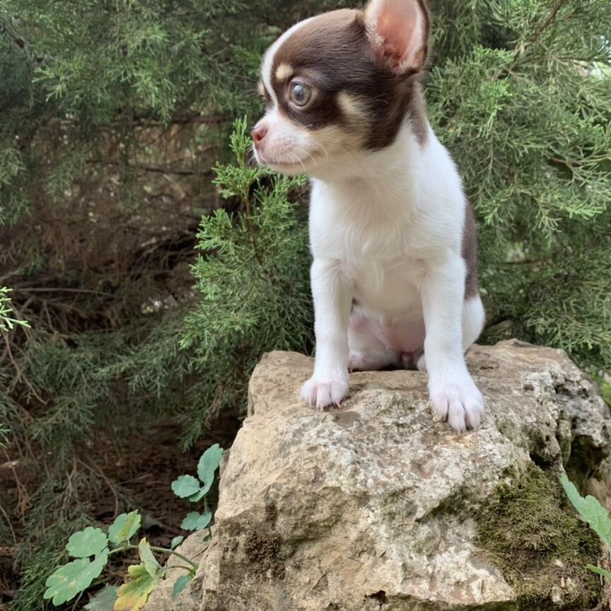 Чихуахуа девочка 2,5 мес