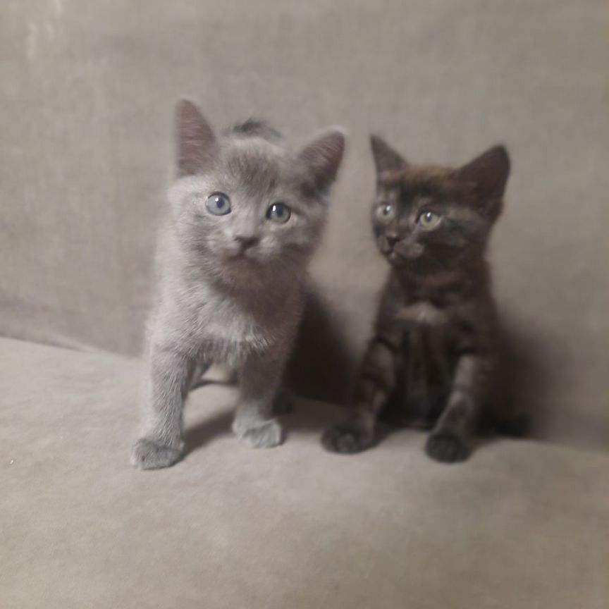 Британский короткошёрстный котёнок