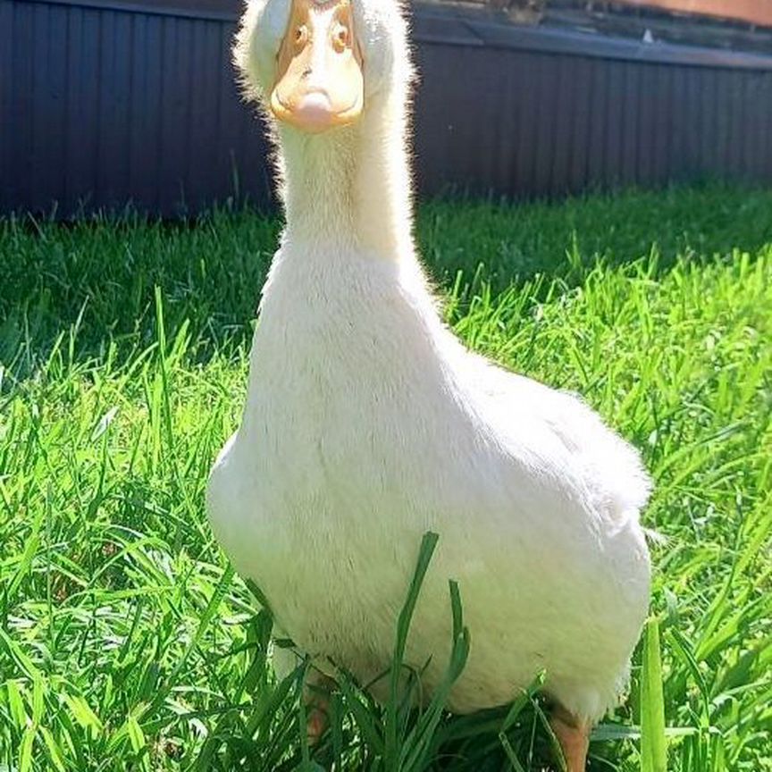 Утки ск 6 Чехия