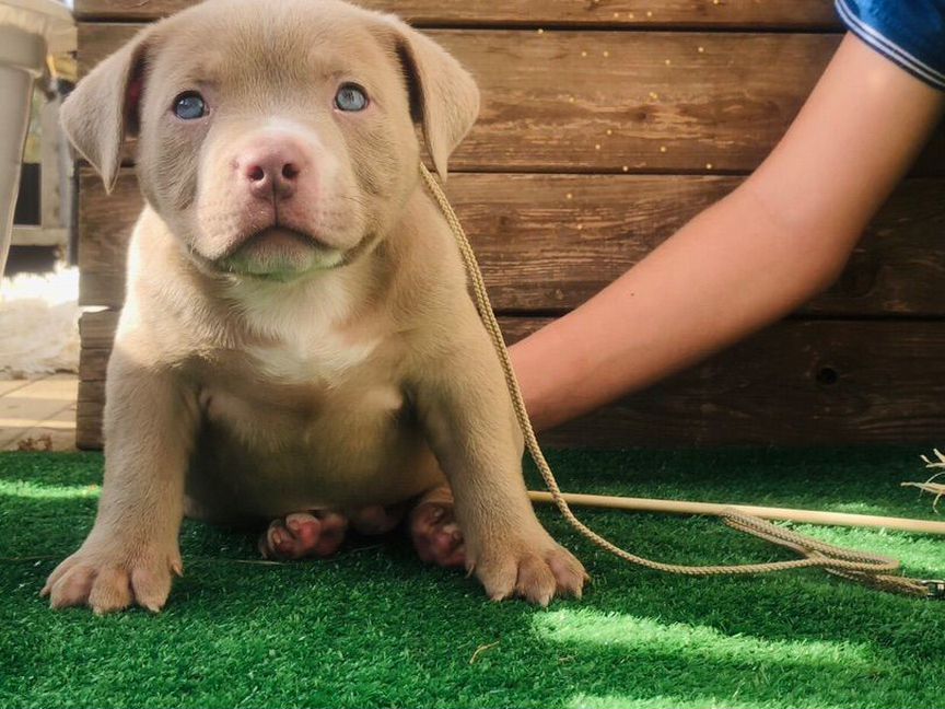 Американский булли