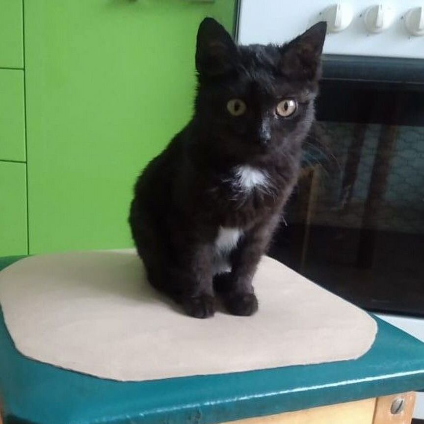 Котёнок чёрный кошечка