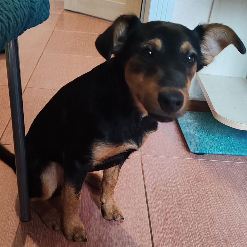 Джек-рассел-терьер, щенок