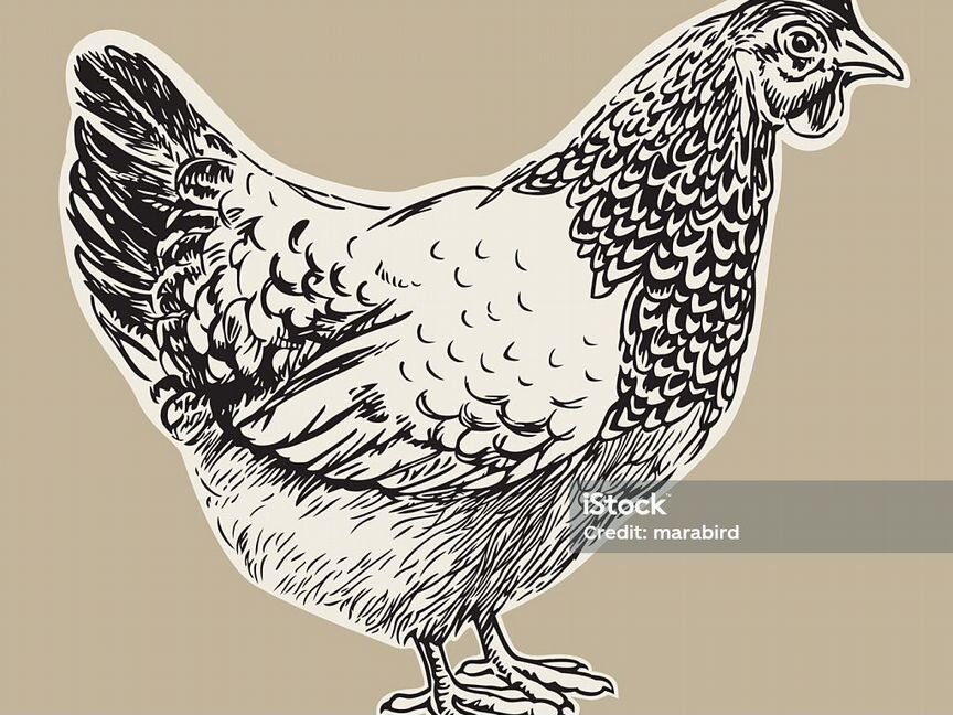 Домашние куры и циплята