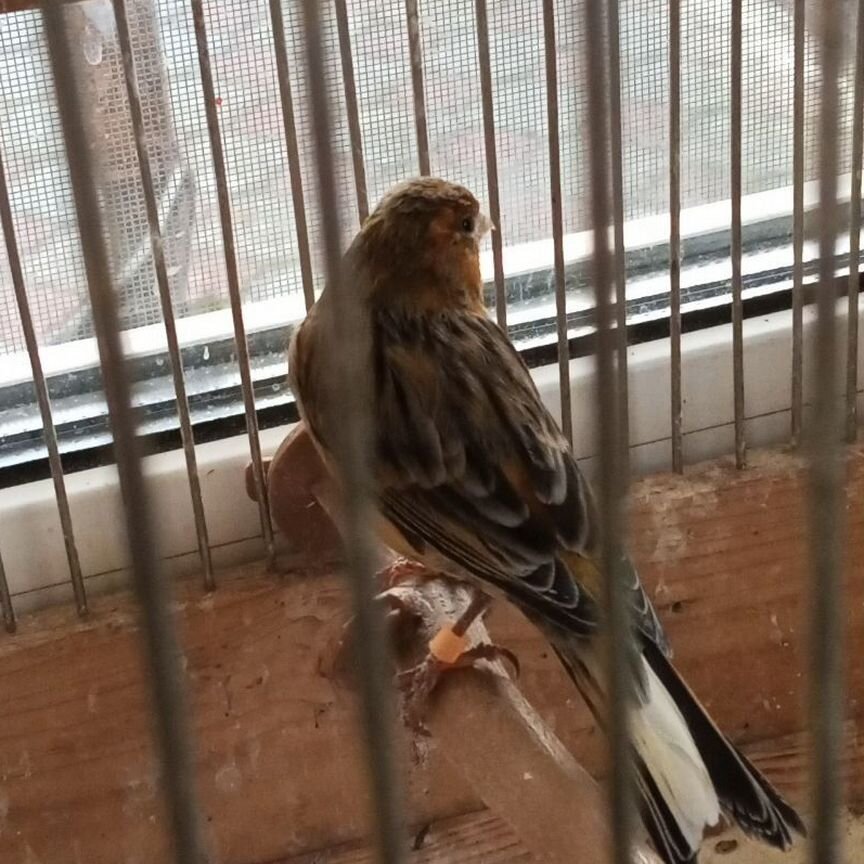 Продам 2 шт агат канарейки самец по 2 т. 1 щегол