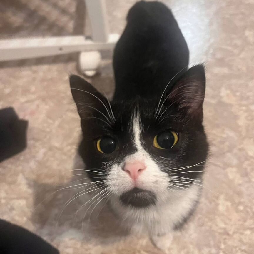 Котёнок в добрые руки