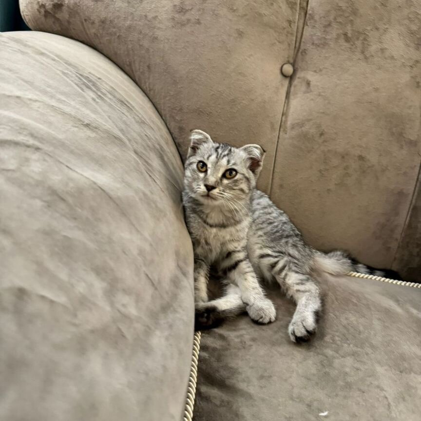 Малышка вислоухая британка