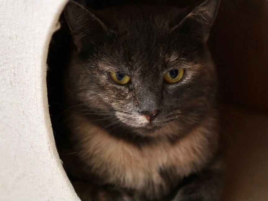 Кошка Яшма ищет