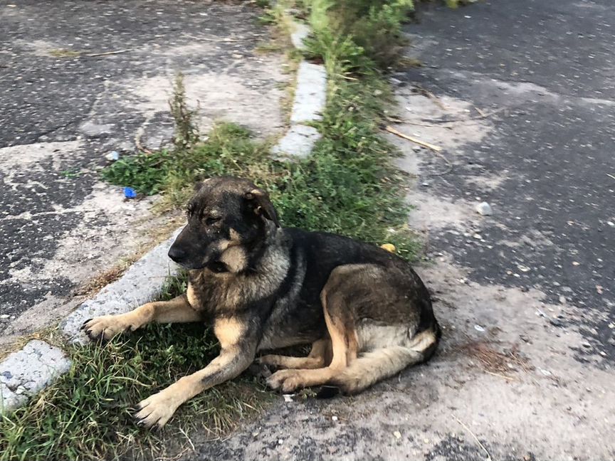 Ласкуша девченка ищет семью