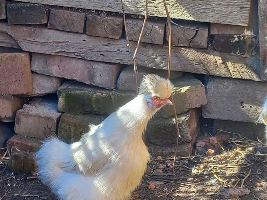 Продаю карликовых пуховых курей