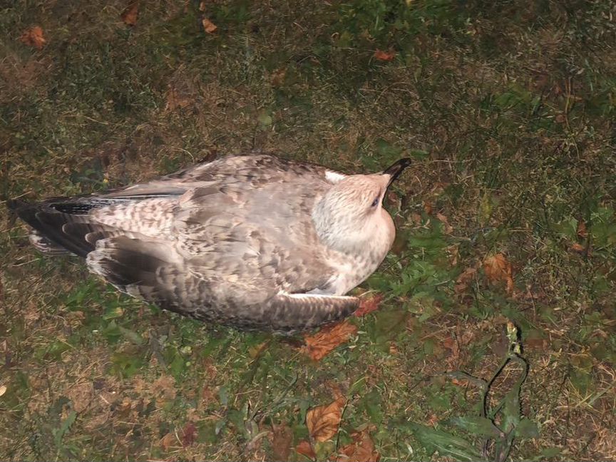 Птица чайка. SOS