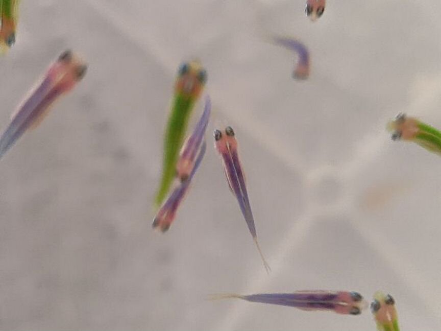 Рыбки данио рерио