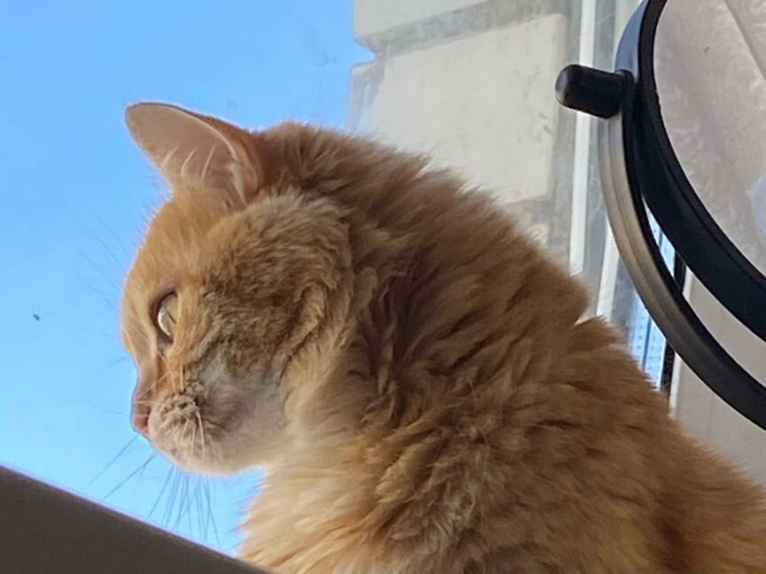 Отдам кота в добрые руки