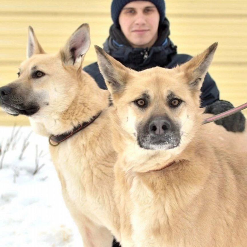 Взрослый пёс в добрые руки