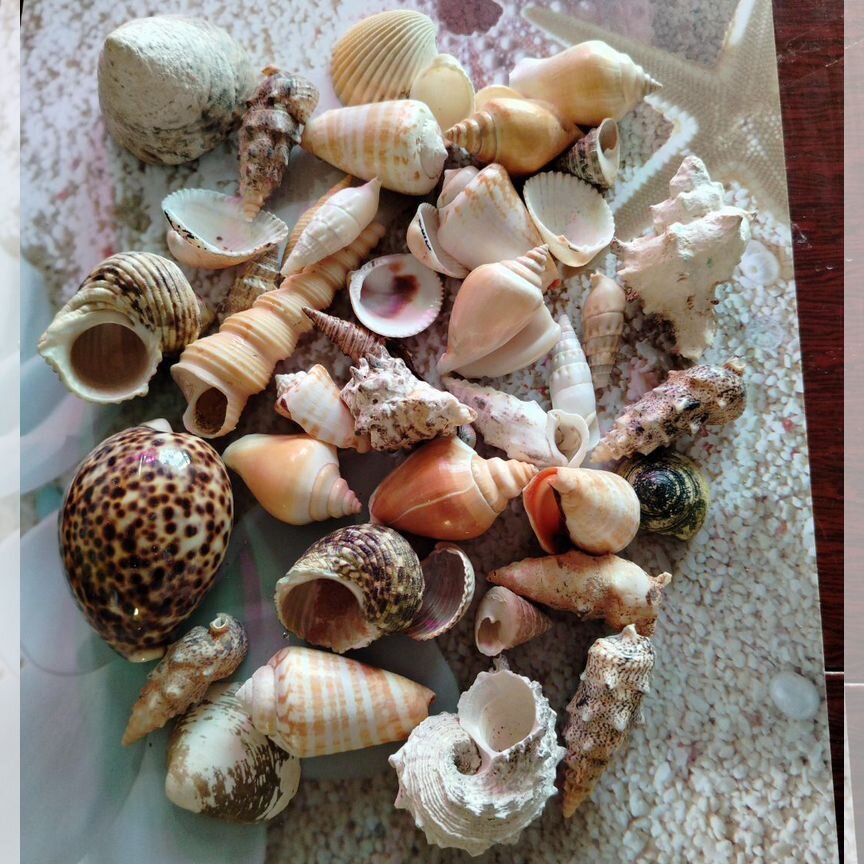 Морские ракушки раковины