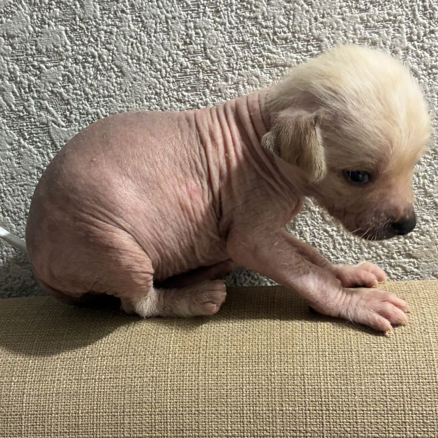 Китайская хохлатая, щенок