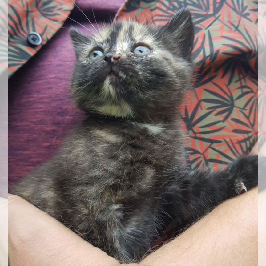 Котёнок в добрые руки