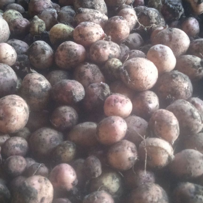 Продам картофель на корм скоту